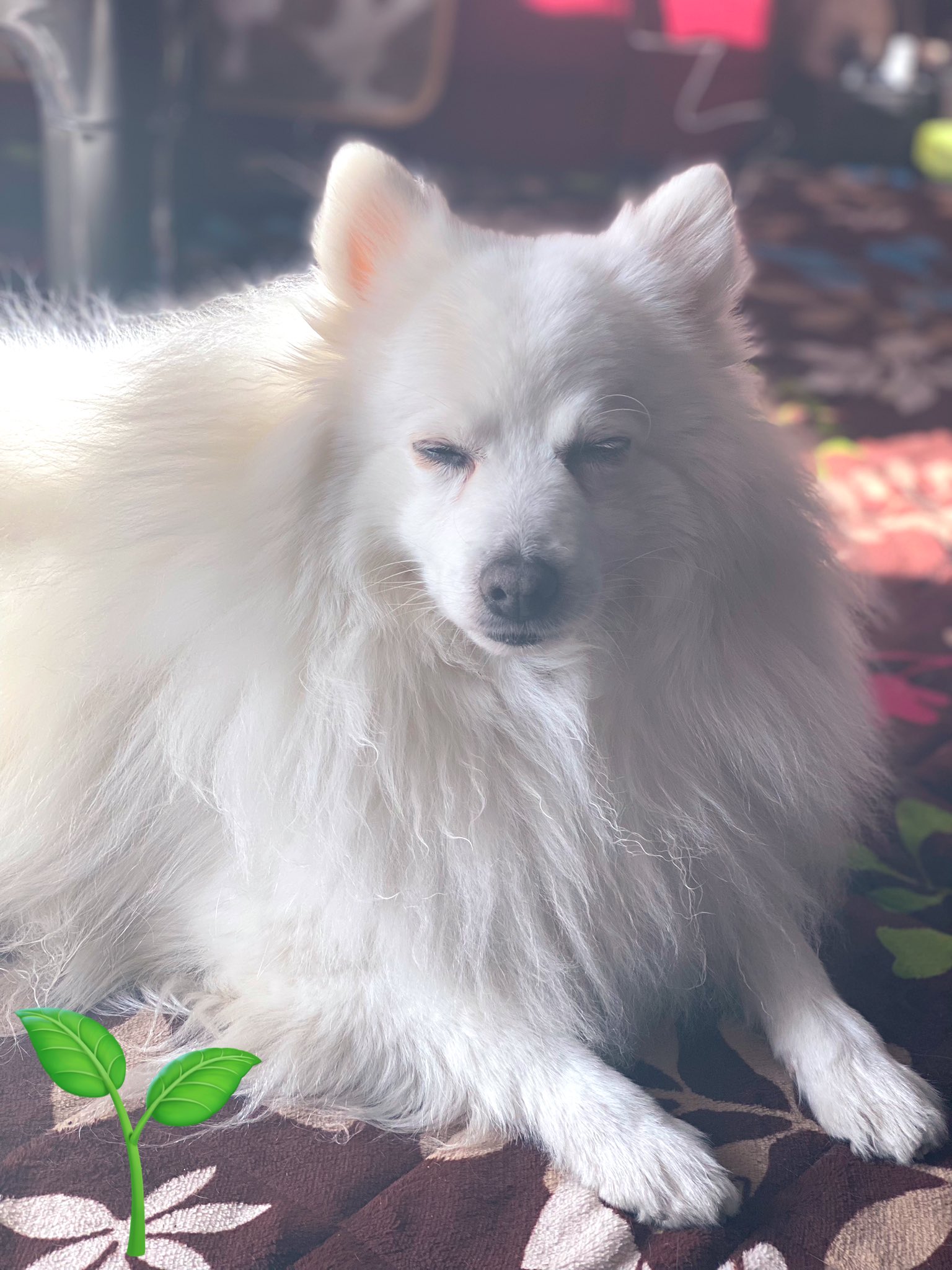 蓮舫💙💛RENHO🇯🇵 on Twitter: "二度寝、三度寝うるる君💕 https://t.co/tNYJuxBApG" / Twitter