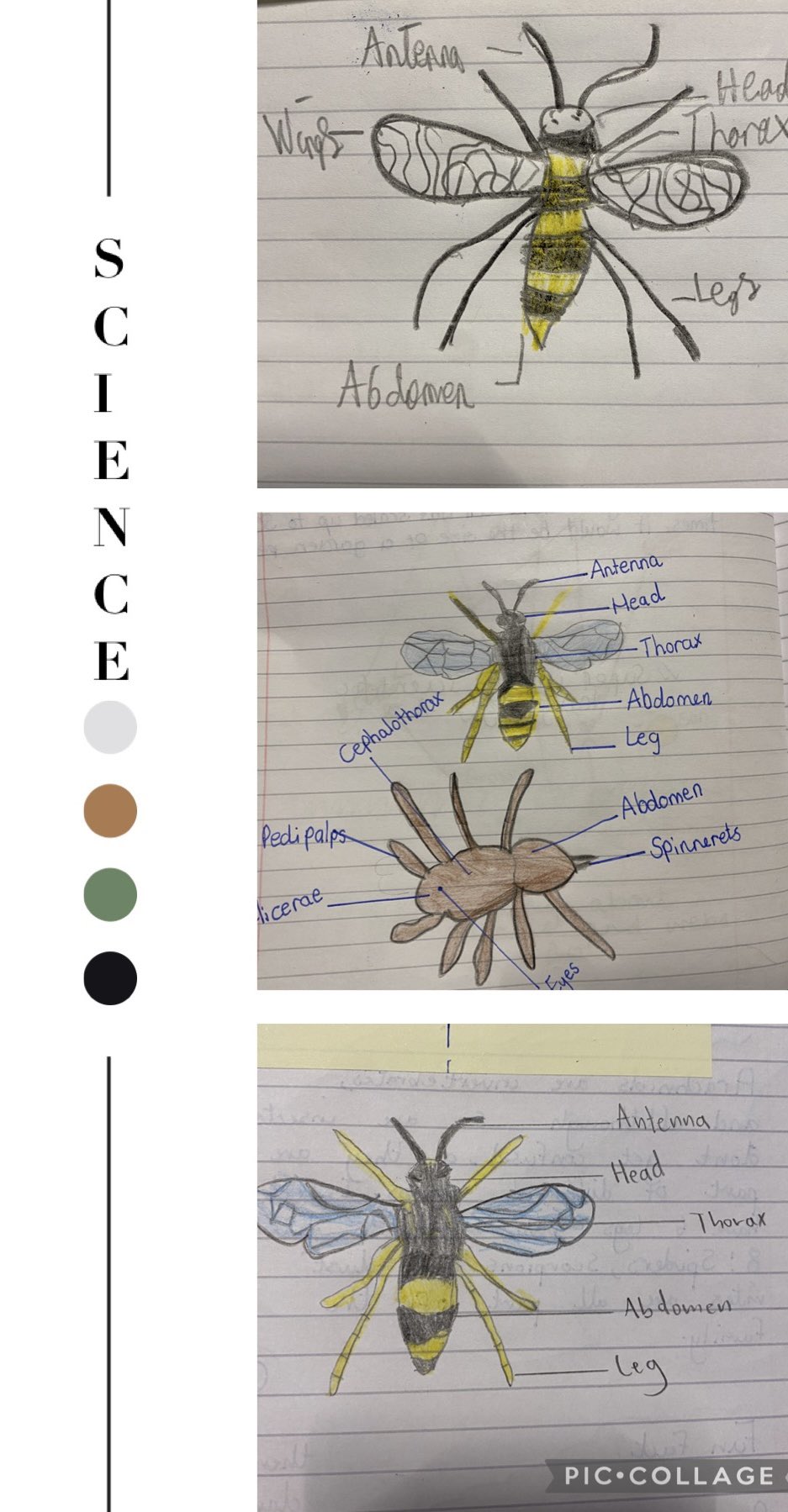 St John's Primary Academy on Twitter: "Love marking 6GH’s Science books ...