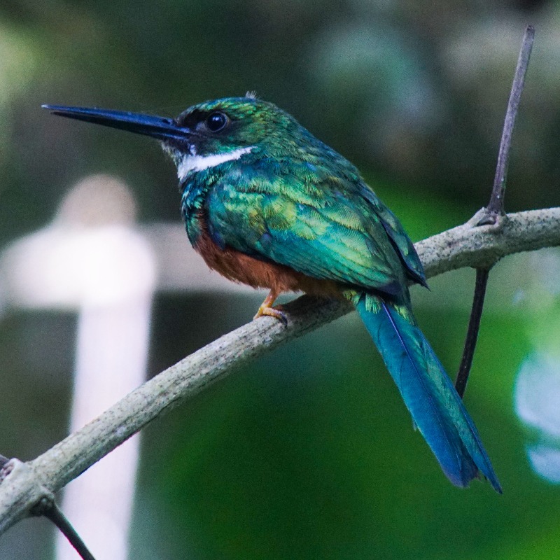 Rufous Tailed Jacamar