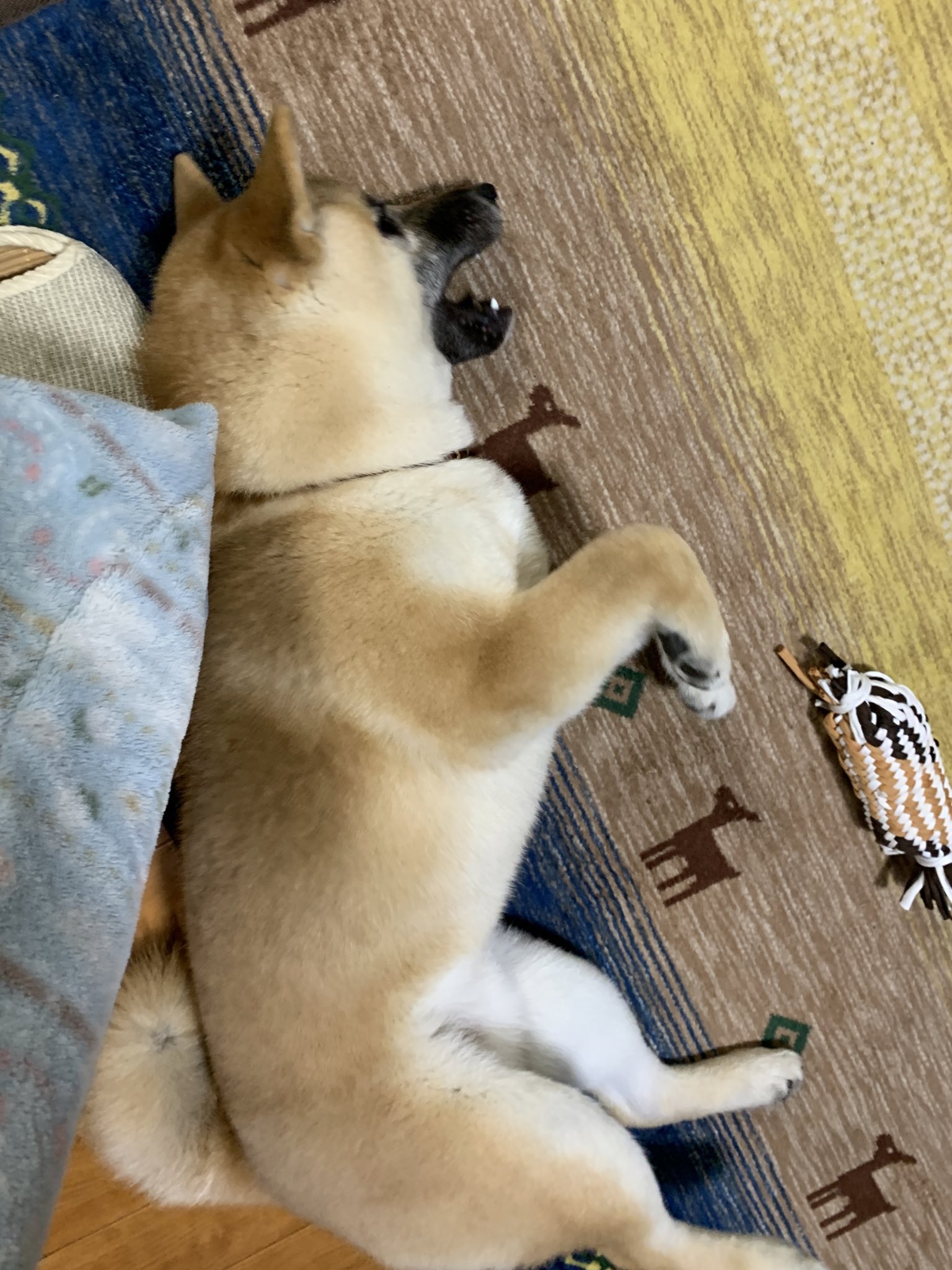 oimo_0141 (@KeruchanOimo) / Twitter