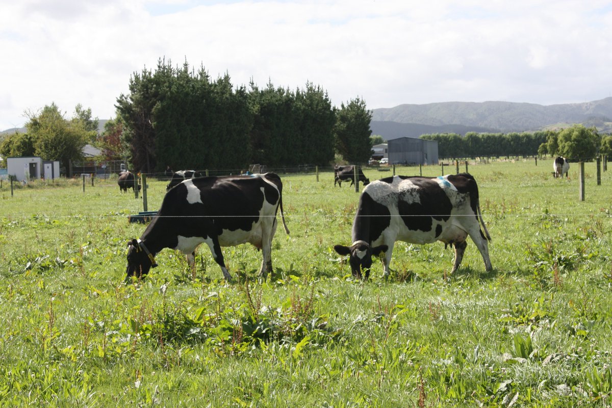 DairyNZ on Twitter: DairyNZ on Twitter: