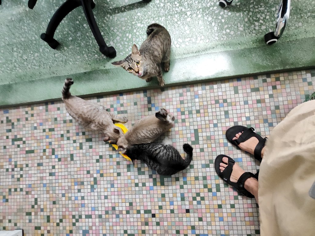 ブキビンタンの宿管理人🇲🇾🏠🐈(@kl_cube) - Twilog (ツイログ)