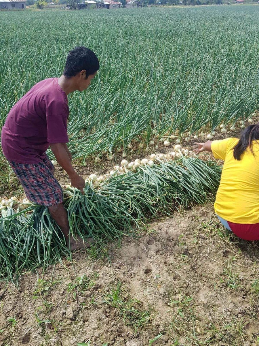 Curves 🦇 on Twitter: "RT @PatrengNon: CALLING ALL RESTAURANT/ KARINDEYA OWNERS, TALIPAPA VENDORS ...