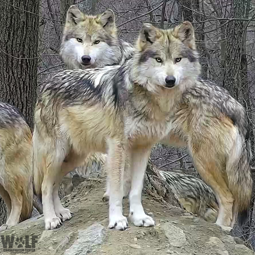 Mexican Grey Wolf Pack
