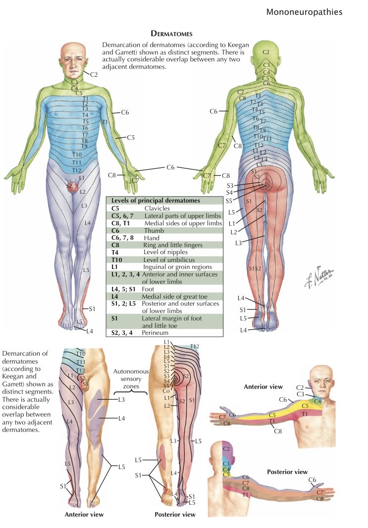 Oren Gottfried, MD on Twitter: "Dermatomes are good to know from NETTER"