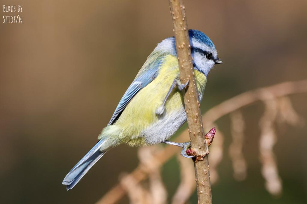 Birds By Stiofán on Twitter: "Anybody getting bored of blue tits yet? 😁"