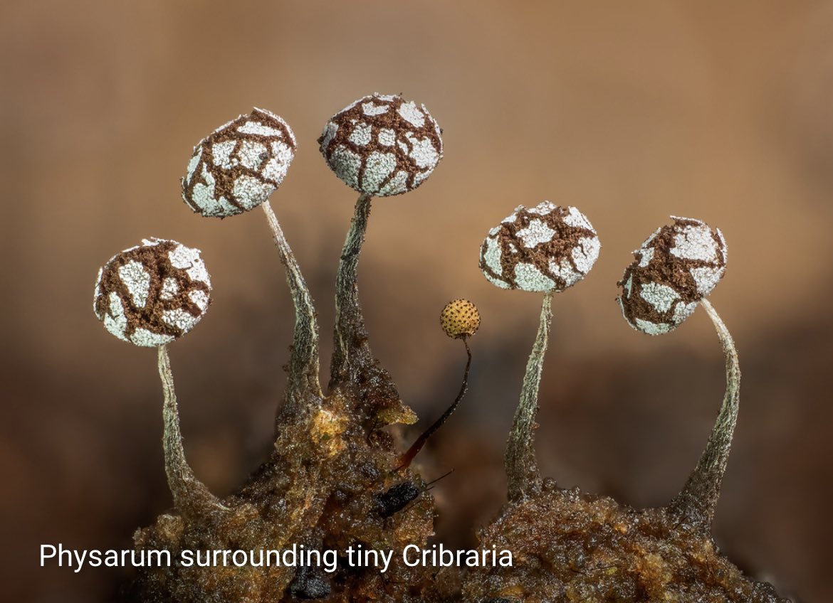 Fruiting Body Of Physarum