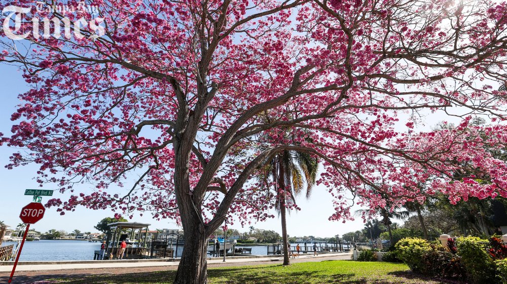 The pink trumpet tree, also known as a Tabebuia, has attracted its own ...