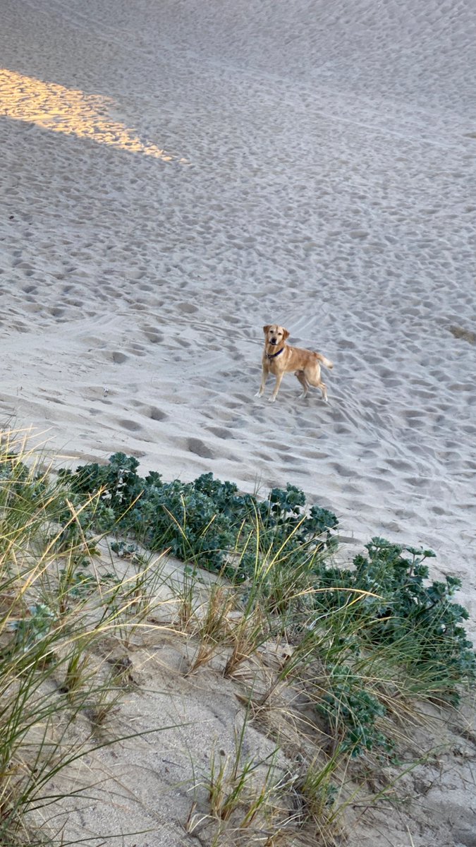 Ø ฿ Ɇ Ɽ ₮ on Twitter: "Loves the sand dunes"
