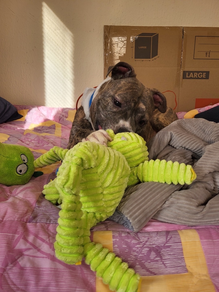 Pound Hounds ResQ on Twitter: "Pound Hounds pulled PIXEL. You can abide ...