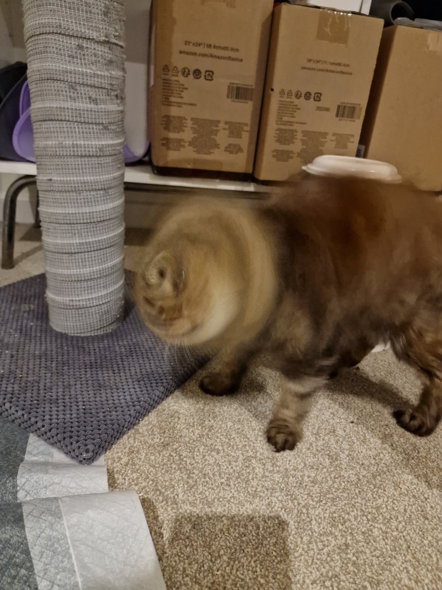 Look who now comes running for a fuss - it's Mocha the hamster menace ...