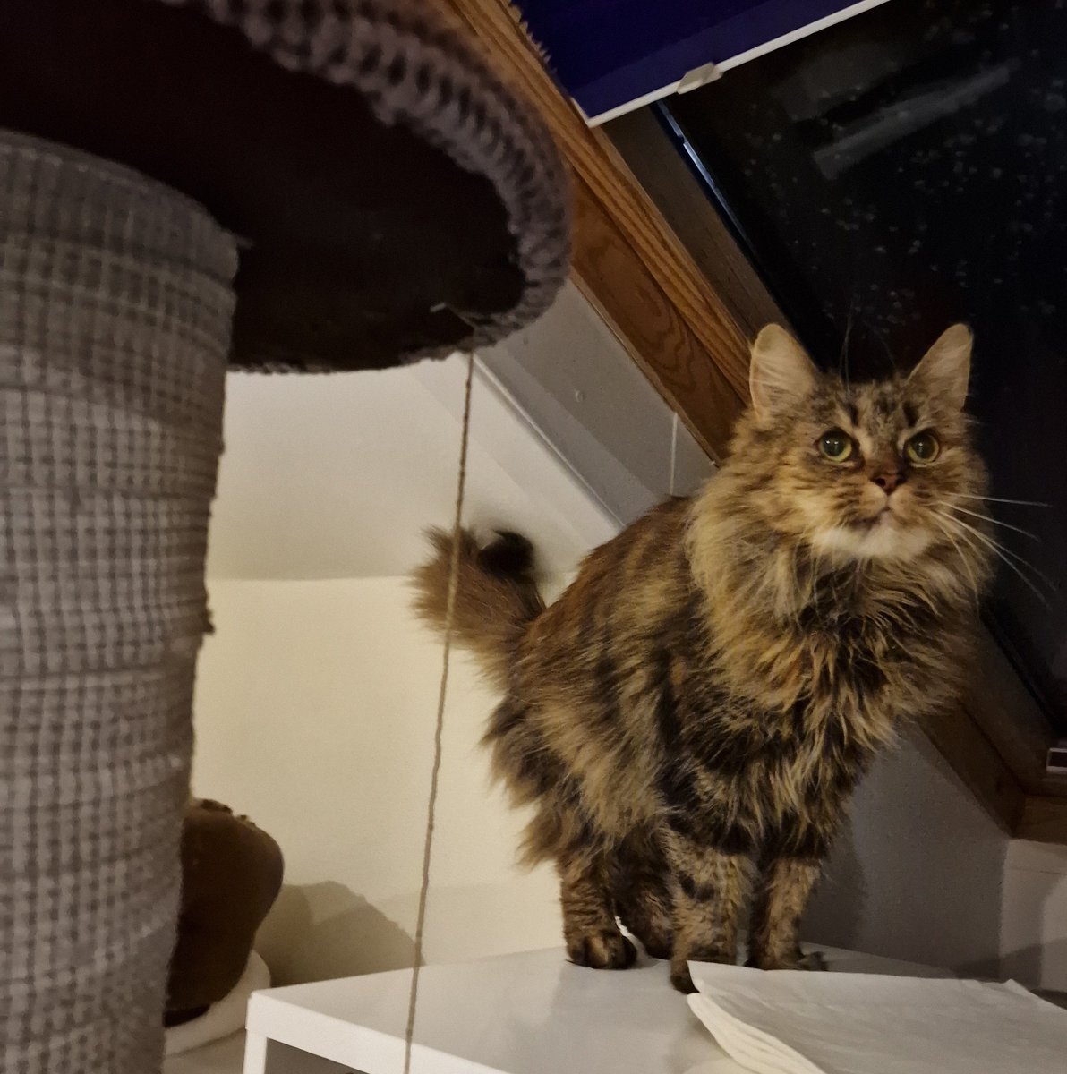 Look who now comes running for a fuss - it's Mocha the hamster menace ...