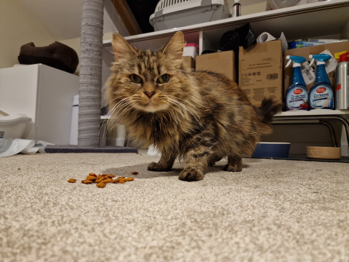 Look who now comes running for a fuss - it's Mocha the hamster menace ...