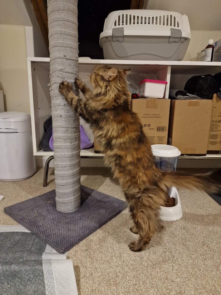 Look who now comes running for a fuss - it's Mocha the hamster menace ...