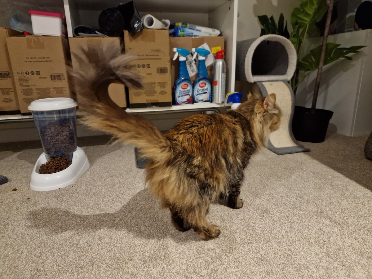 Look who now comes running for a fuss - it's Mocha the hamster menace ...