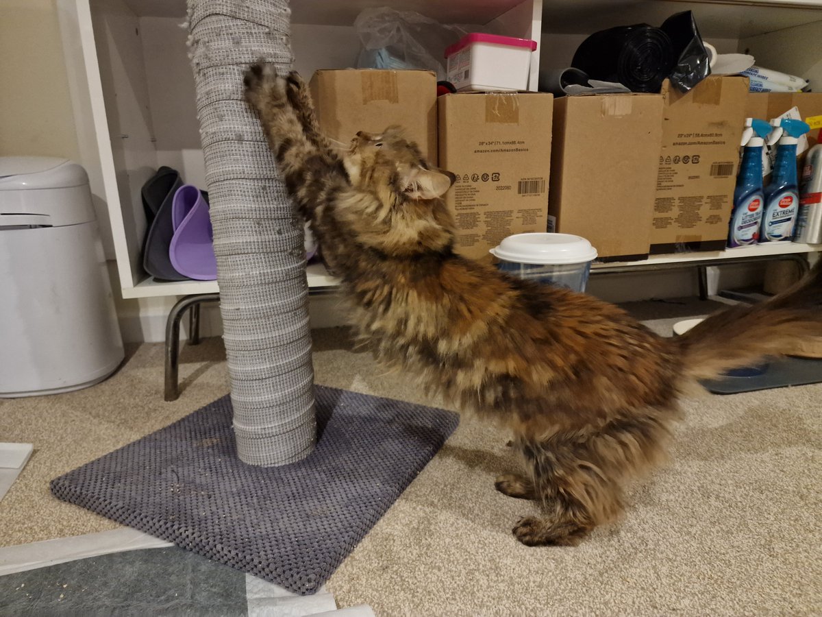 Look who now comes running for a fuss - it's Mocha the hamster menace ...