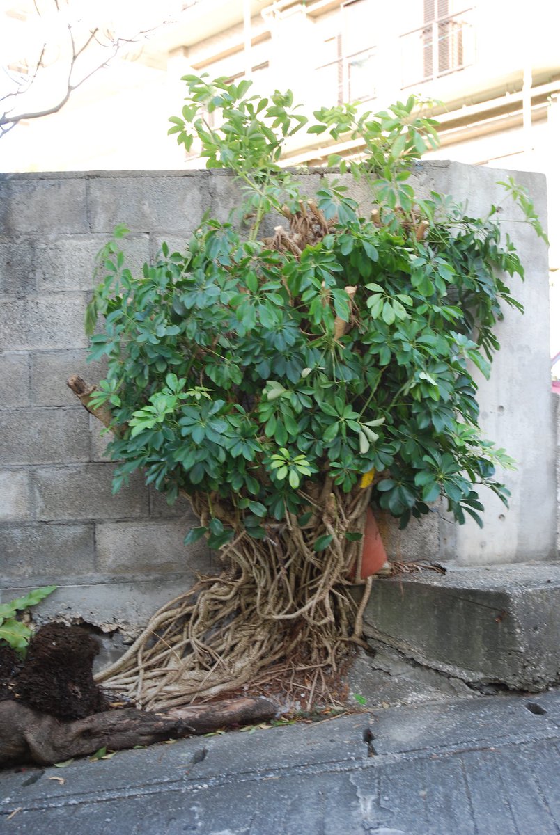 せぼねがかり (宮本敬 脊椎外科医）(@Miyamoto_K) - Twilog (ツイログ)