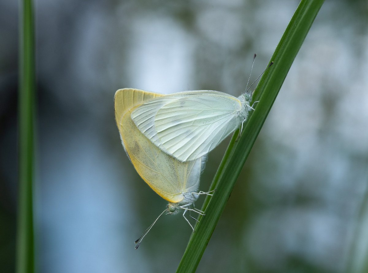 syakuga(ﾊﾞﾀﾌﾗｲｵｼﾞｻﾝ)(@Lotus_87s) - Twilog