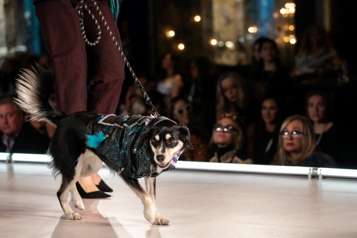 DOGS ON THE CATWALK 🦮 Dogs accompany models on the runway during the ...