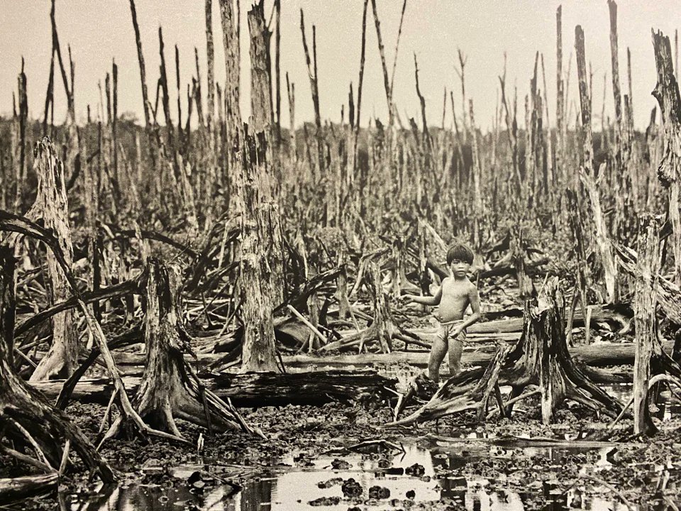History Defined on Twitter: "The aftermath of the Vietnam War. Mangrove forest destroyed by ...