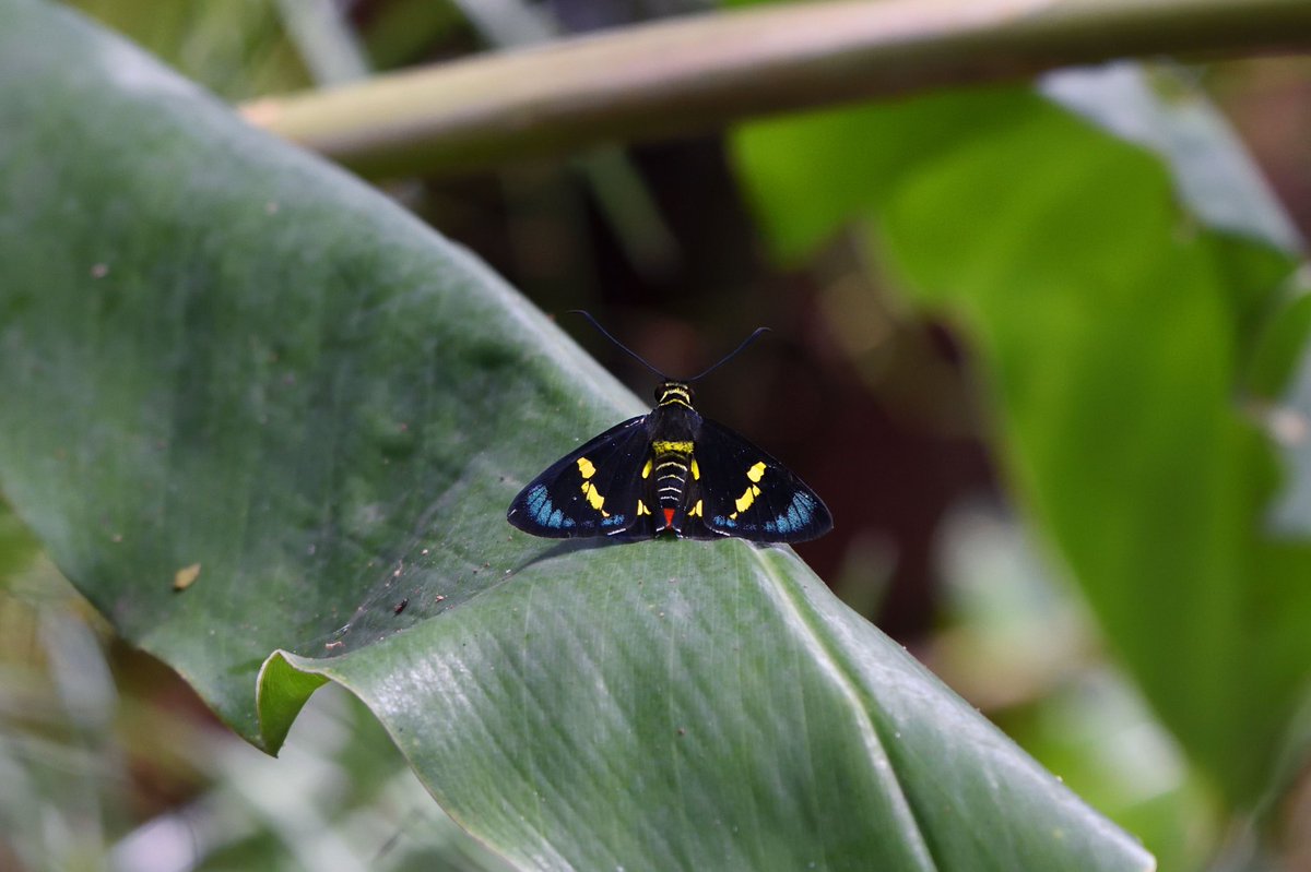 Euschemon rafflesia, the Regent Skipper A beautiful and psychedelic ...