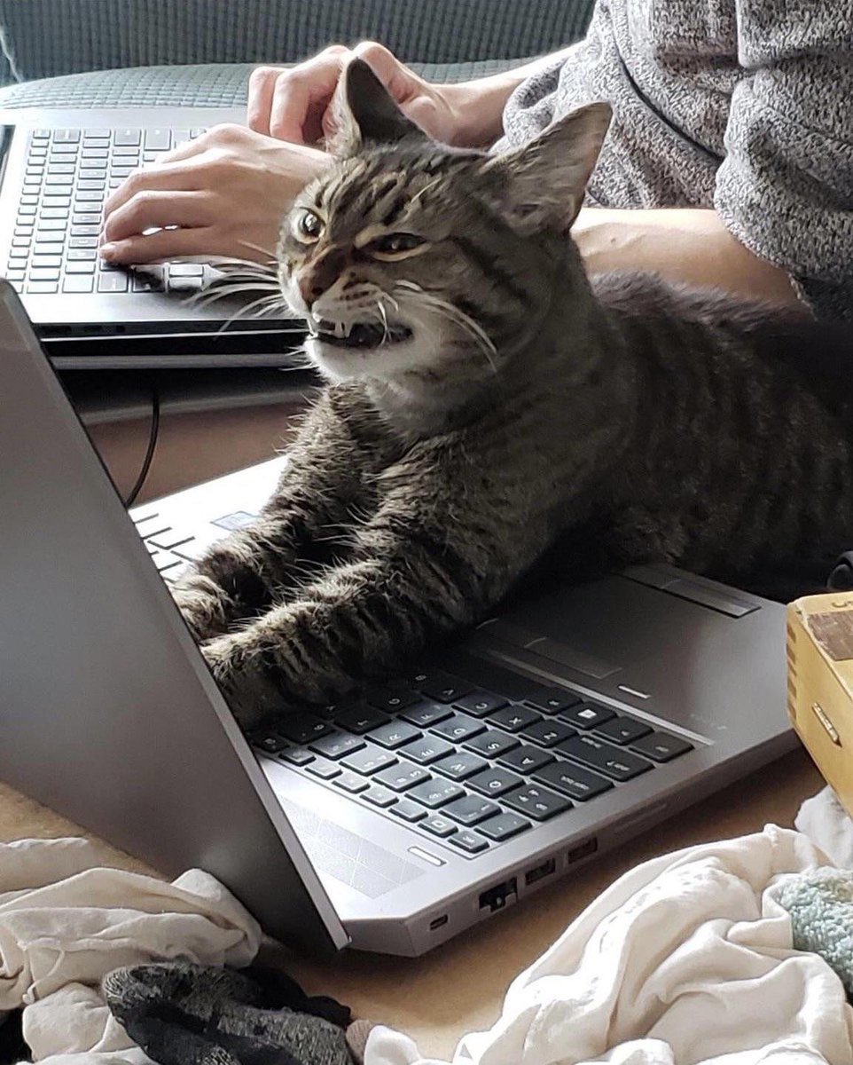 Cat Typing On Computer