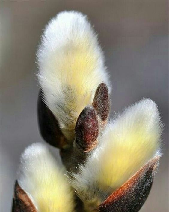 じゅり on Twitter: "2月12日の誕生花は、「ネコヤナギ」です。 「ネコヤナギ」の花言葉は、 「自由」「率直」。 https://pin.it/nTVRa4a via ...