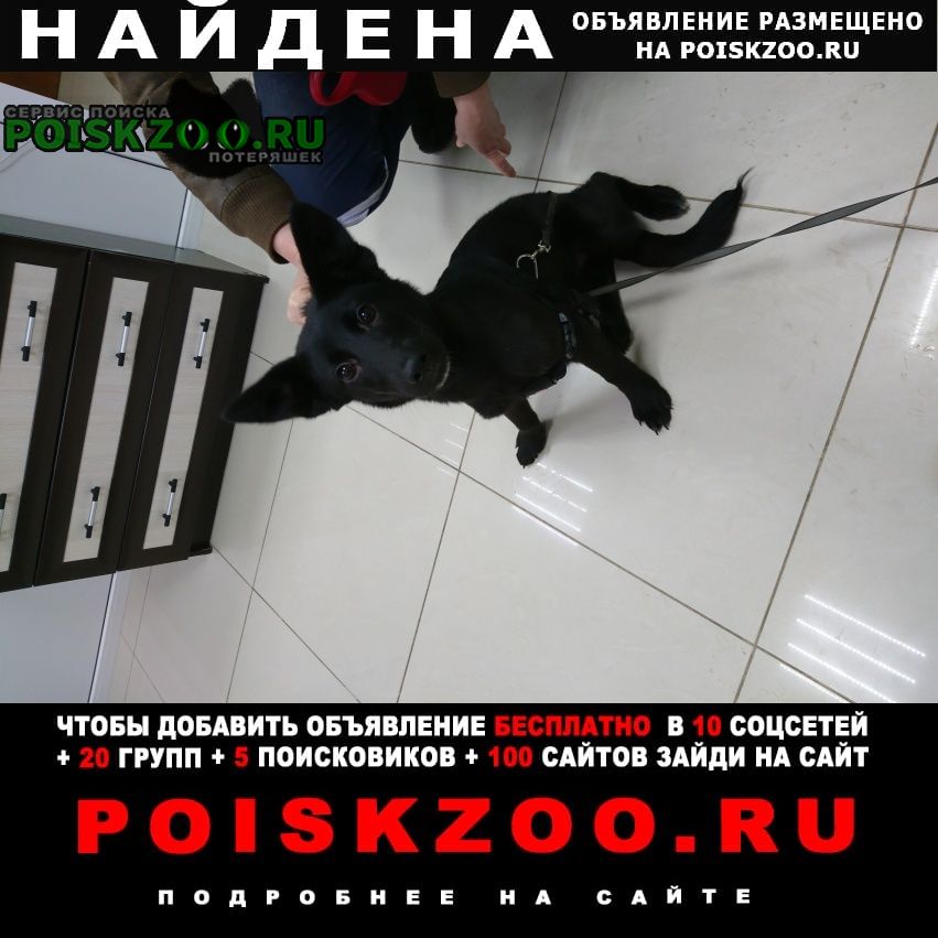 POISKZOO.RU™ on Twitter: "Найдена собака. Москва Подробнее по ссылке: https://poiskzoo.ru/168702 ...
