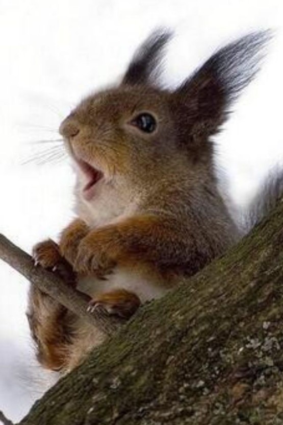 RiverRen on Twitter: "@nazono77 ...！！！！ https://t.co/8O0yl15GHj" / Twitter