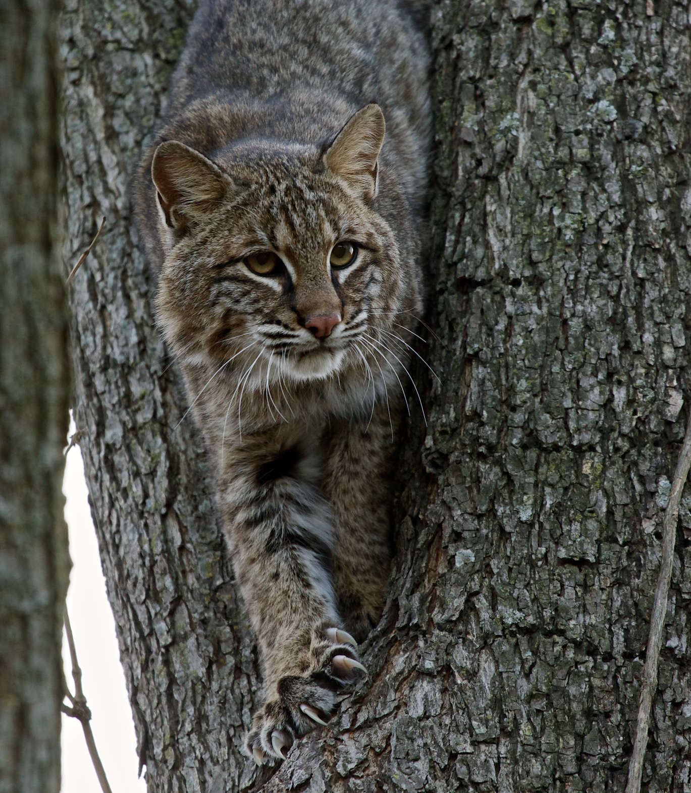 How Does A Bobcat Claws Look Curious Nature: Identifying Cat Tracks In