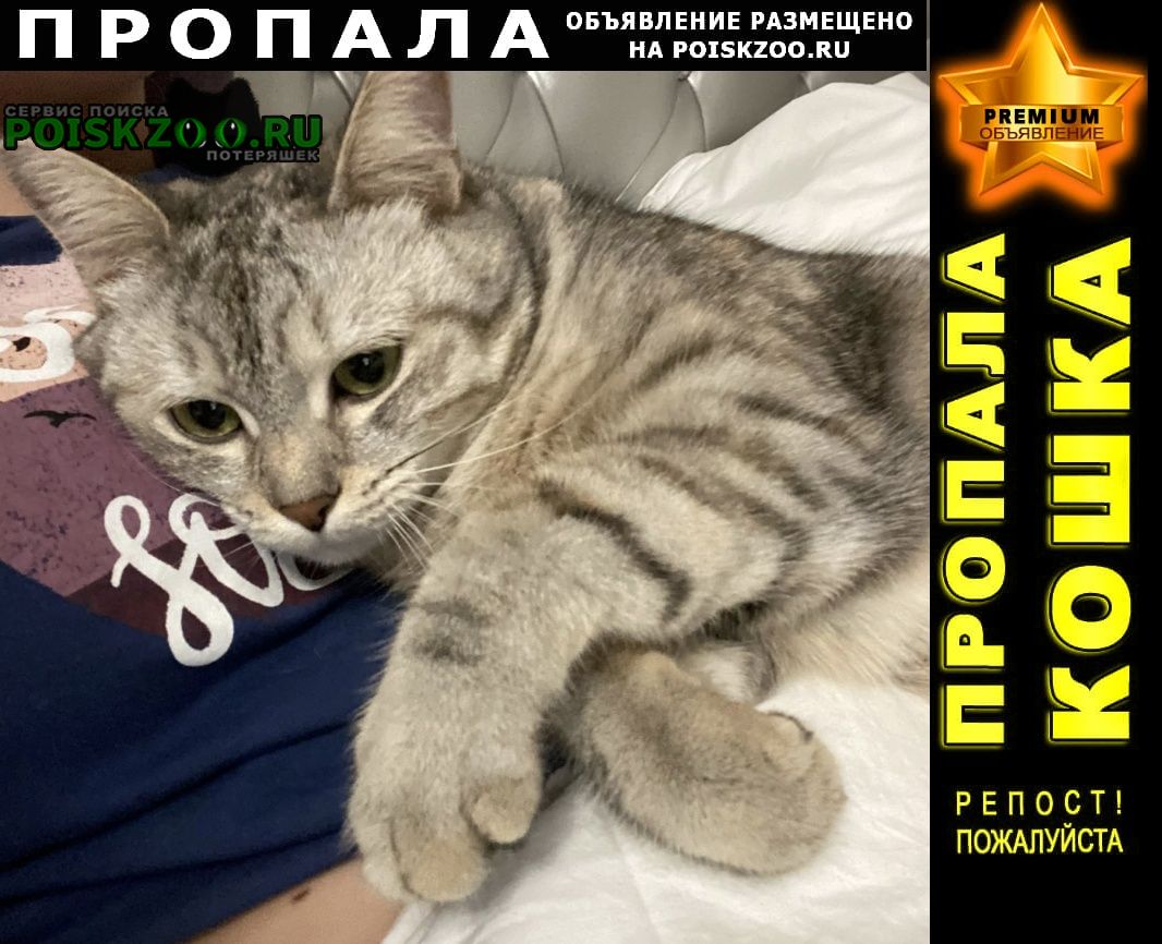 POISKZOO.RU™ on Twitter: "!!! ПРОПАЛА КОШКА ГОРОД ВОЛЖСКИЙ ВОЛЖСКИЙ (ВОЛГОГРАДСКАЯ ОБЛ ...