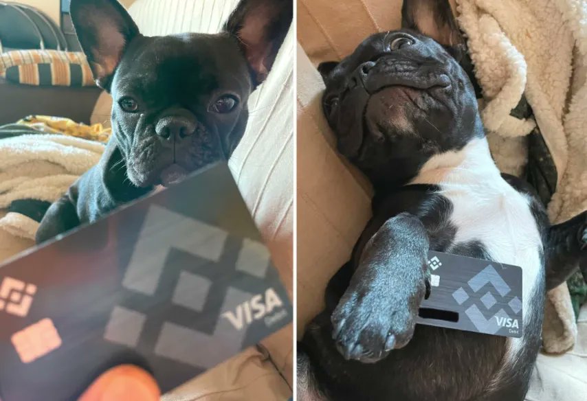 It was all fun and games unitl my dog ate my #Binance card #binance ...