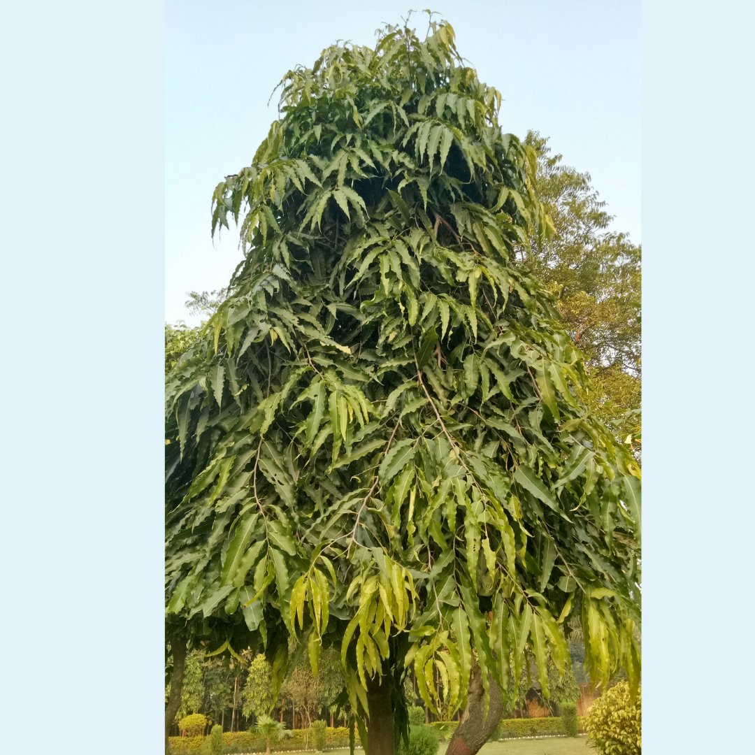 Single Ashoka Tree