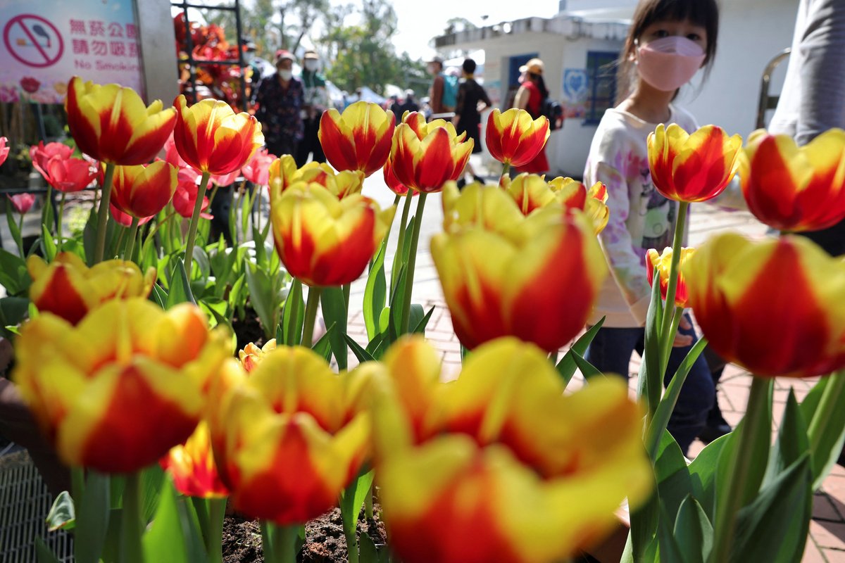 TAIPEI'S TULIP FESTIVAL 🌷 People attend the Shilin Residence Tulip ...