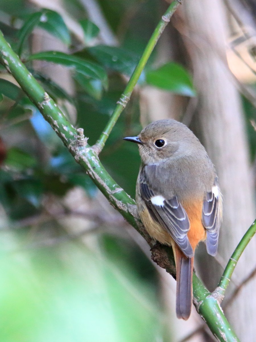 Jun & Ridge(@SystemJun) - Twilog