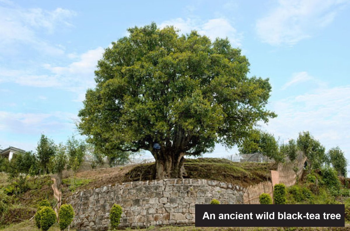 Prices of tea have skyrocketed in Pakistan by Rs500/kg. Why? Because ...