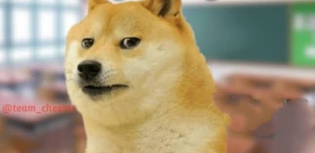 Whole Body Doge Meme