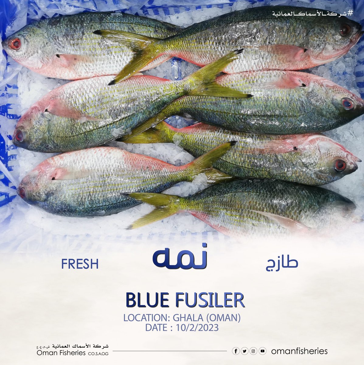 الأسماك الطازجة المتوفرة بفرع غلا 🌊Fresh fish available at Ghala branch ...