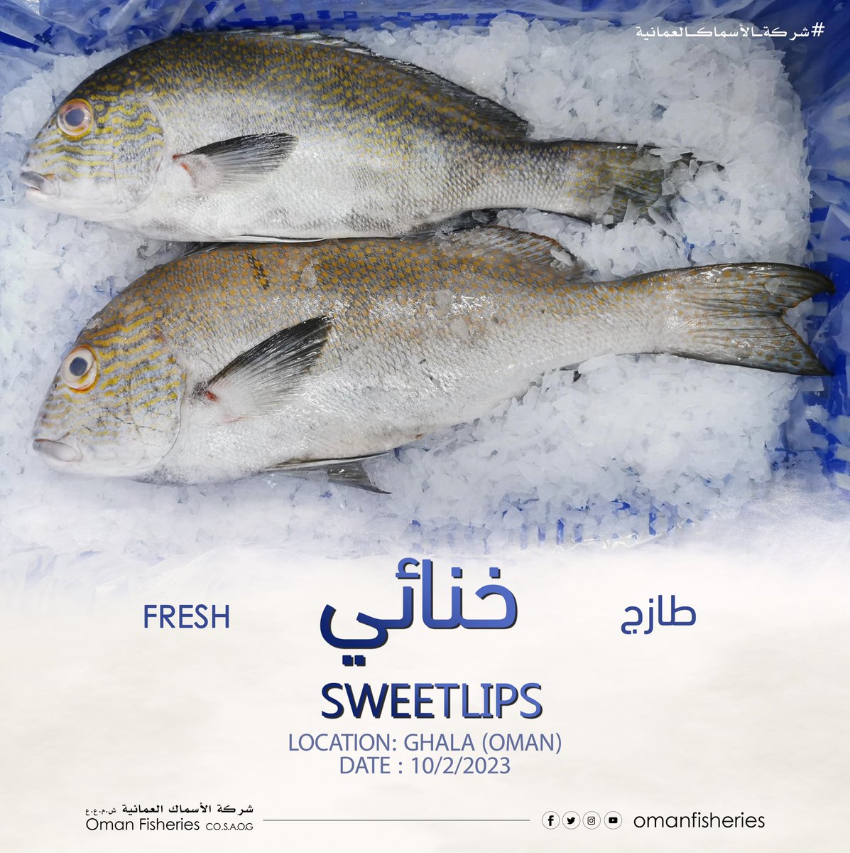 الأسماك الطازجة المتوفرة بفرع غلا 🌊Fresh fish available at Ghala branch ...
