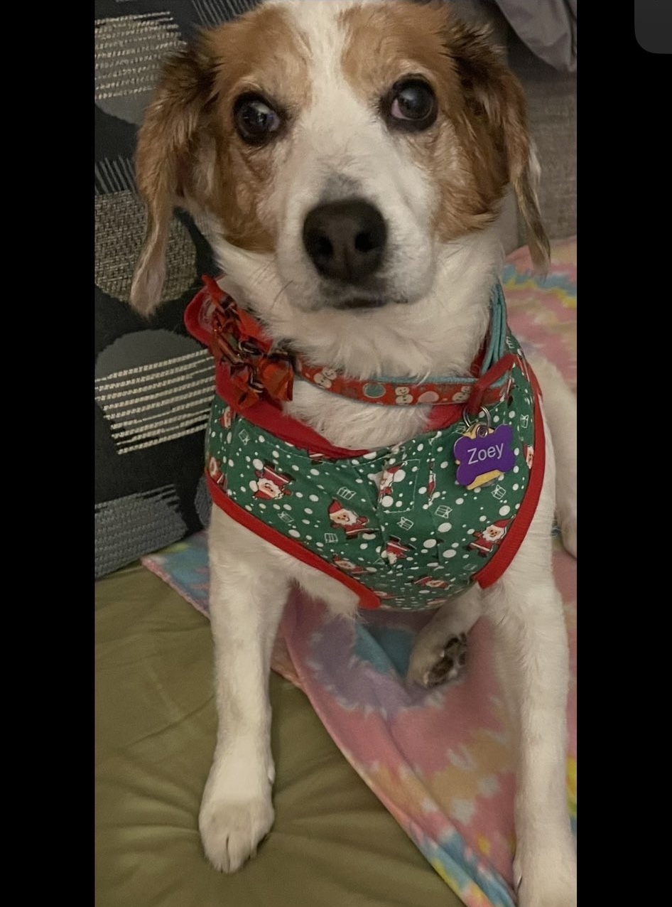 Beagle Facts on Twitter: "The #beagle will persistently stare at a nearby human to signal the ...