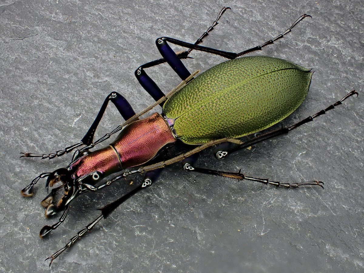 Damaster & Carabus on Twitter: "Damaster blaptoides viridipennis 🇯🇵 Japan ⑦個体目 金緑色に点刻の赤みも混ざってくる ...