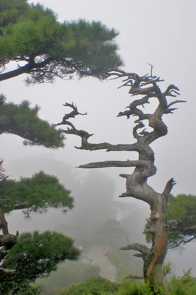 What Does The Tree Look Like junyin2001 what-does-the-tree-look-like-junyin2001