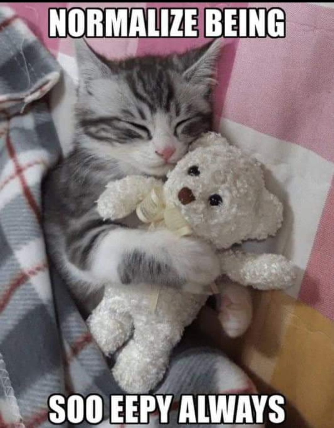 smol silly cat (@Catsillyness) / Twitter