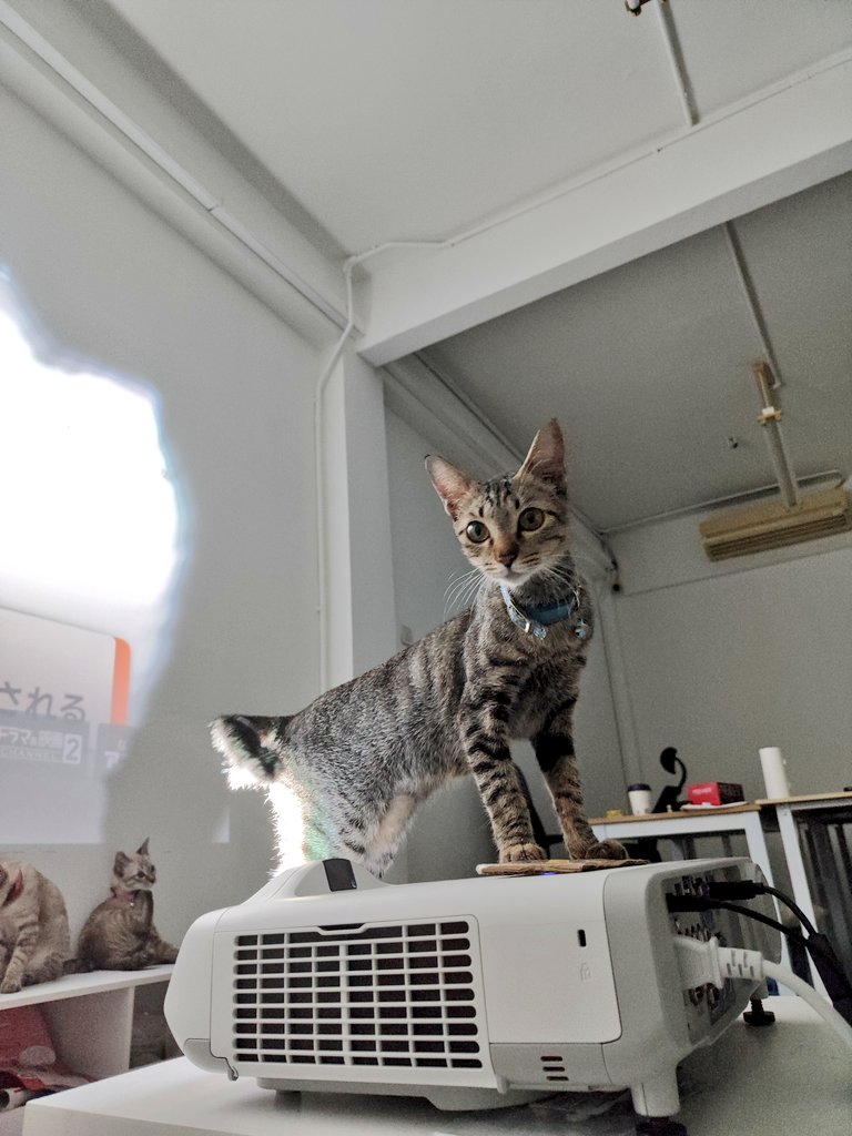 ブキビンタンの宿管理人🇲🇾🏠🐈(@kl_cube) - Twilog (ツイログ)