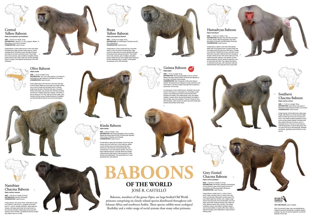 Species Of Monkeys Chart