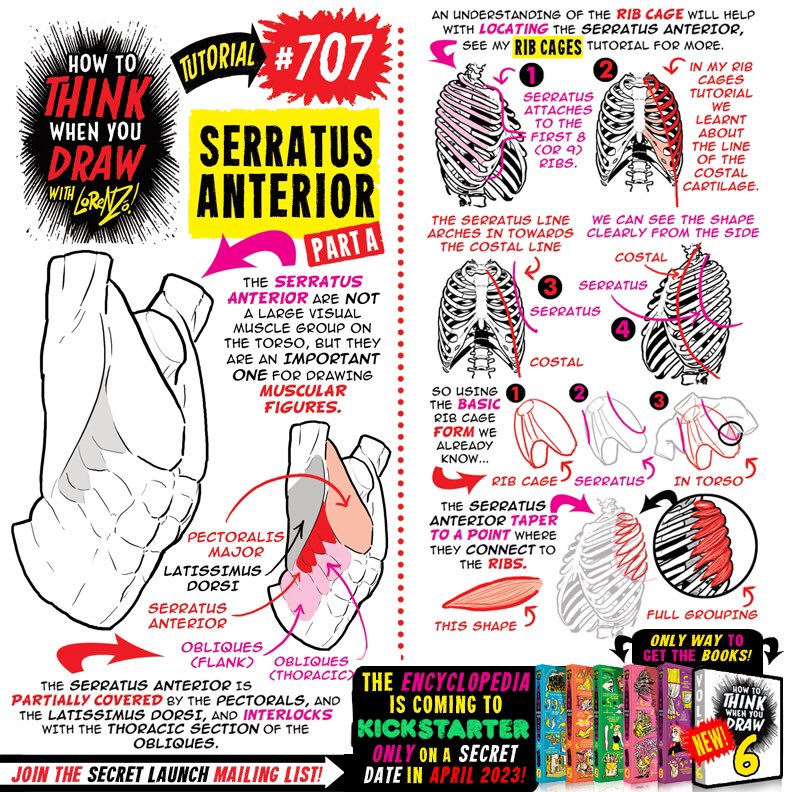 Etheringtonbrothers On Twitter Serratus Anterior Part One From The Howtothinkwhenyoudraw