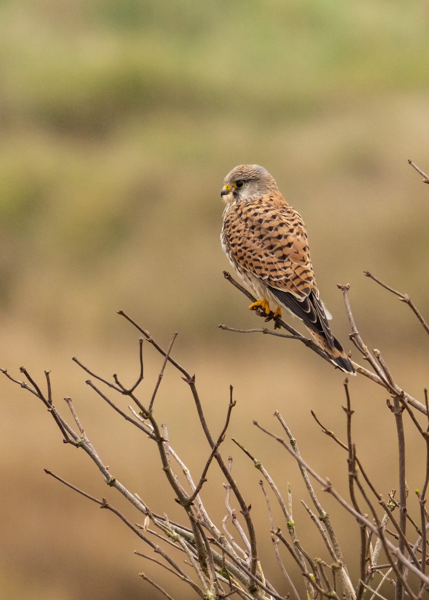 Hometree (@hometree__) / Twitter