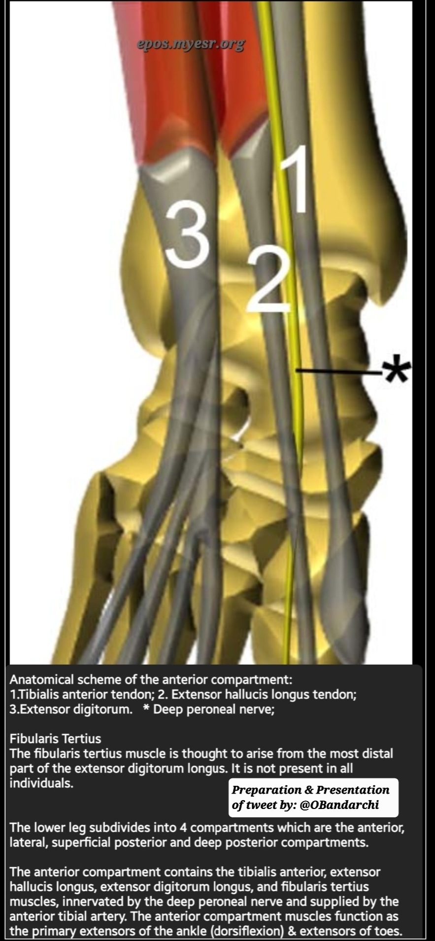 Foot Inversion Muscles