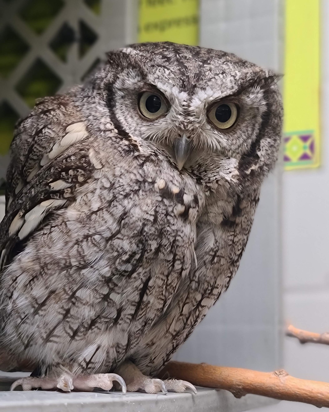 Eastern Screech Owl Camouflage