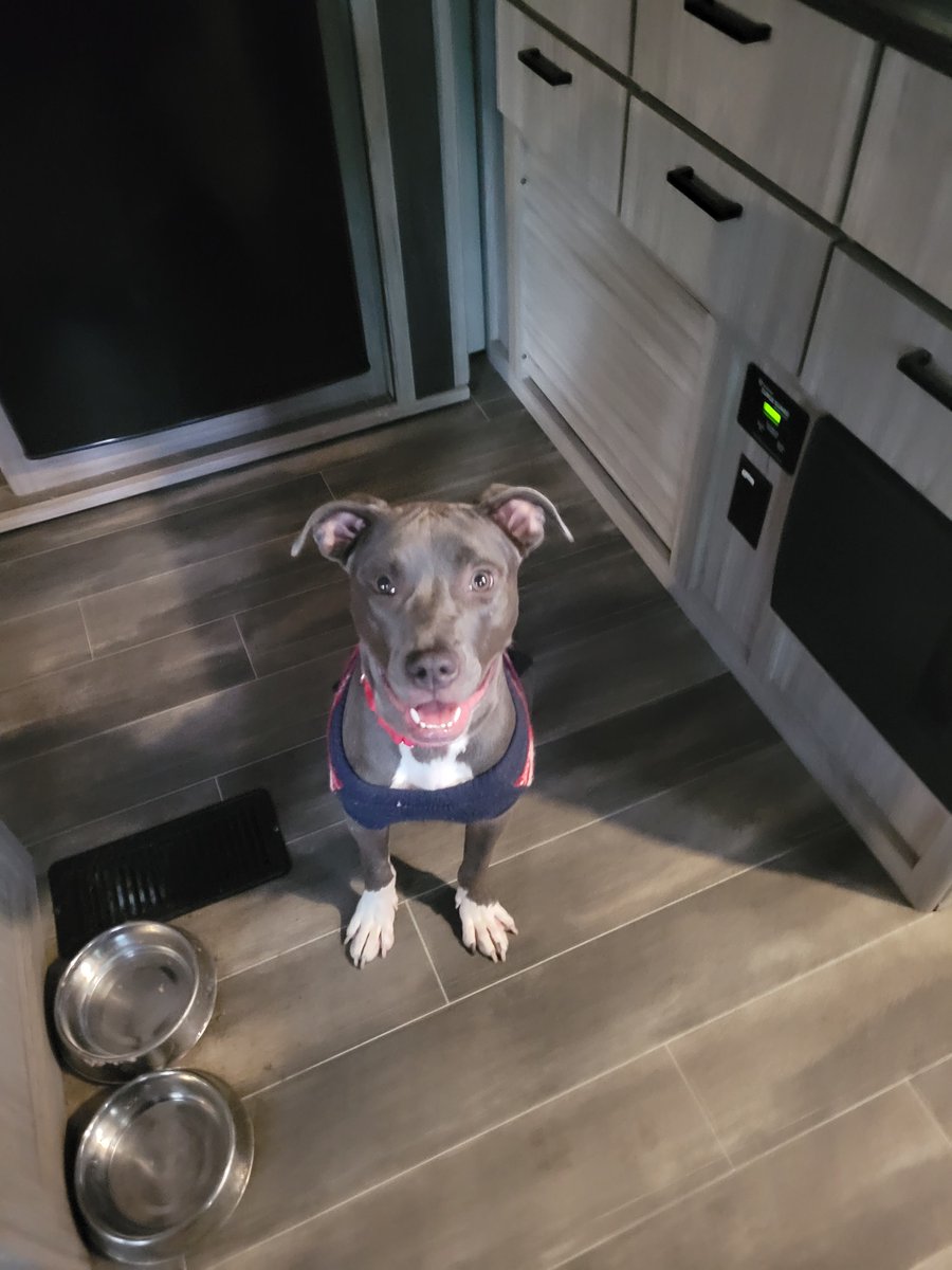 Pound Hounds ResQ on Twitter: "We are looking for a new home for Bella Jean. The foster wanted ...